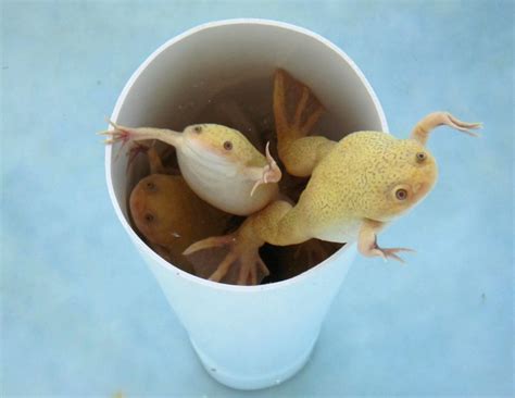 Frog Husbandry Xenopus Housing Needs Xenopus Express