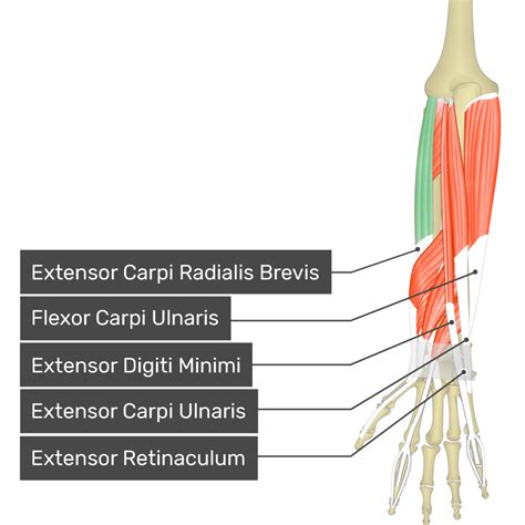 Extensor Digiti Minimi