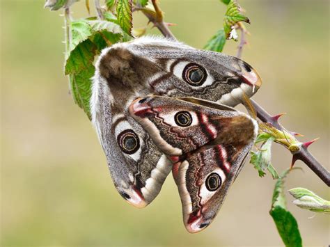 Emperor Moth Butterfly Conservation