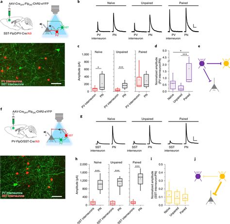 Sst Interneurons Elicit Relatively Potent Inhibition Of Pv Download Scientific Diagram