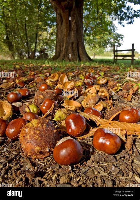 Conkers autumn tree hi-res stock photography and images - Alamy