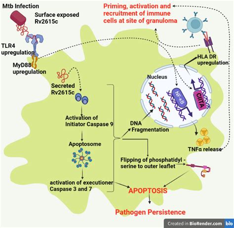 Schematic Representation Of Immuno Modulatory Role Played By Rv2615c