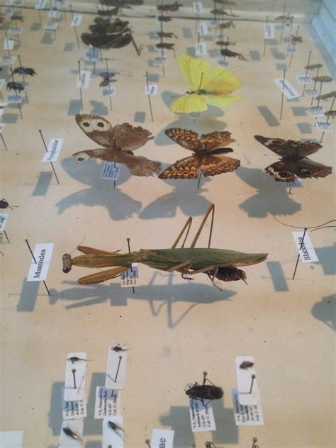 Simply Science Bug Bugs Bugs Do You Know The Difference Between An Insect And A Bug Moth