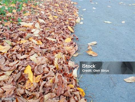 가을 테마입니다 아스팔트 길가에 노란 낙엽이 놓여 있습니다 가을에 대한 스톡 사진 및 기타 이미지 가을 가을 단풍 갈색 Istock