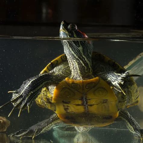How To Sex A Red Eared Slider All Turtles
