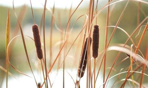 How To Kill Cattails In A Pond Using Natural Ways Love Fish Tank