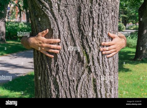 Person Hands Embracing Wood Trunk Man Hands Hugging Tree Trunk Human Connection To Nature