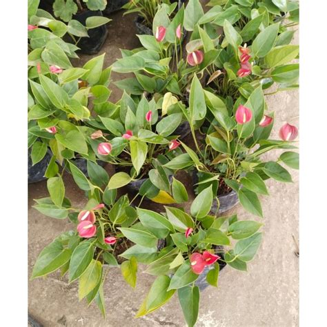 Dora Dwarf Anthurium Lushed Shopee Philippines