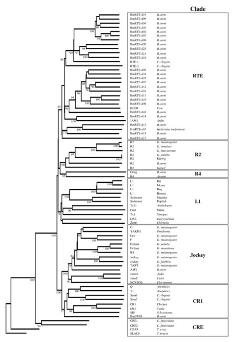 Phylogenetic Analysis Of Non Ltr Retrotransposable Elements Including