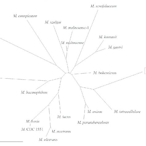 Neighbor Joining Dendrogram Based On The Results Of Comparative 16s