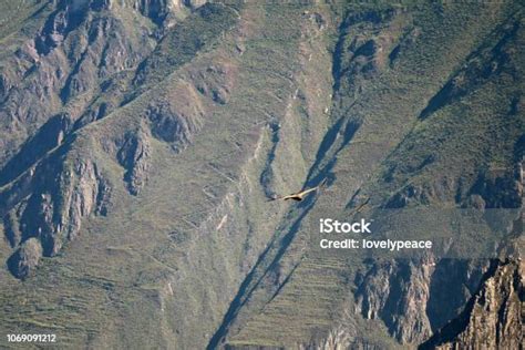 콜 카 캐년 아레 키 파의 하이랜드 지역 페루에서에서 비행 하는 2 개의 안데스 Condors 0명에 대한 스톡 사진 및 기타 이미지 Istock