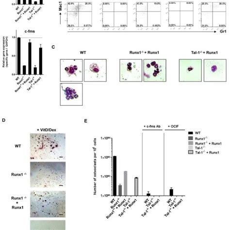 A Runx1−− And Tal 1−− Escs That Were Differentiated Until Day 4 Of Download Scientific