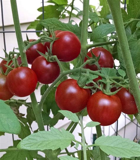 The Best Tasting Cherry Tomatoes To Grow