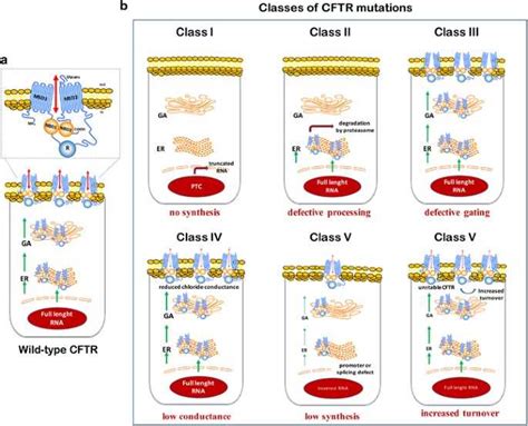 Unraveling The Mystery Investigation Of Dna Proteins And Mutations