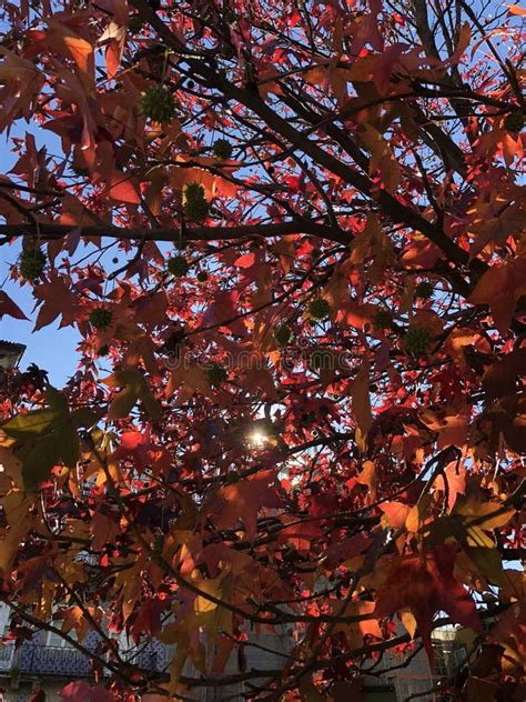 Beautiful Spring Red Leaves On The Tree Stock Image Image Of Leaves Leave