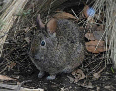 Volcano Rabbit Romerolagus Diazi — National Wildlife Foundation