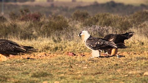 Quebrantahuesos Comiendo Gypaetus Barbatus Youtube