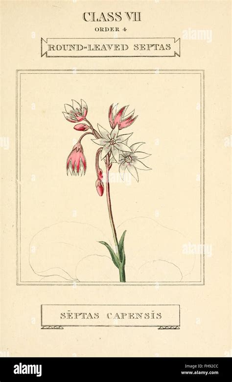 A Work Focusing On The Basic Principles Of Botany Covering Plant Structure Classification And