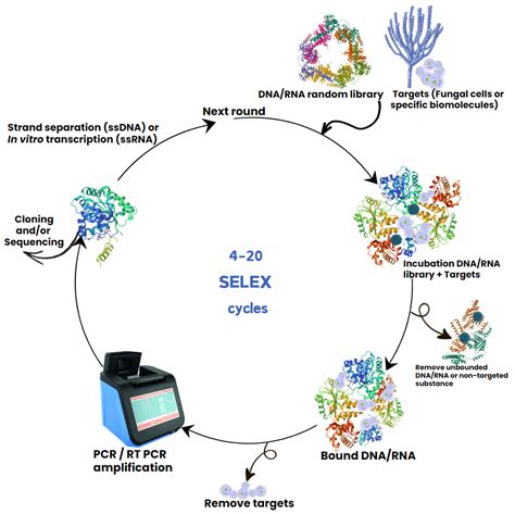 Hope On The Horizon Aptamers In Diagnosis Of Invasive Fungal Infections