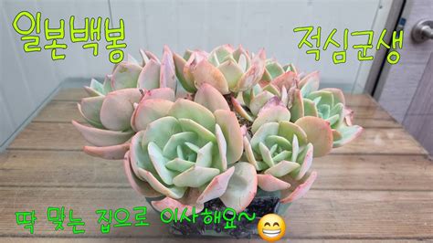 241015화💕일본백봉 적심군생 💕 미어터져요~😁😆 향원이네다육 010~6828~3188 Youtube