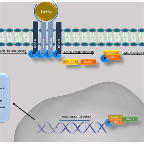 Overview of Conventional TGF β Signaling A schematic overview of Download Scientific Diagram