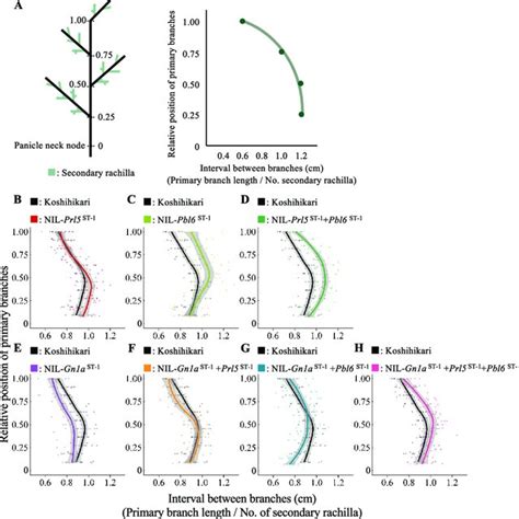 Effects Of Qtl Pyramiding On Panicle Branching Patterns A Comparison