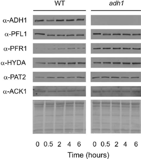 Levels Of Transcripts In Wild Type Wt And Adh1 Mutant Cells Following
