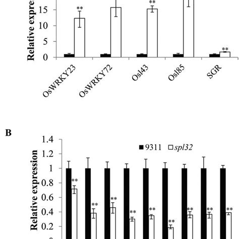 Expression Analysis And Subcellular Localization Of Fd Gogat Protein