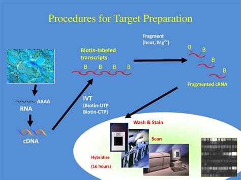 Ppt Bioconductor In R With A Expectation Free Dataset Powerpoint