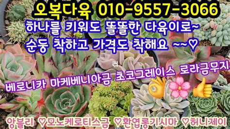 똘똘하게 다양하게 준비 했어요 ~짱 착하게~득템 하세요 🌸레드환타지아 탑핑크 마케베니아금 앙블리 👌오복다육 010 9557