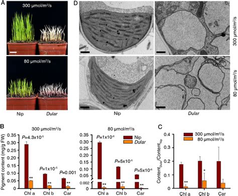 Characterization Of Dular Phenotypes With Nip Under High And Low Light
