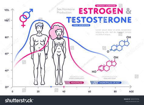 Male And Female Hormone Chart How Hormones Affect Energy Levels