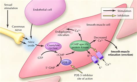 Figure2 Erectile Dysfunction Management Update CMAJ