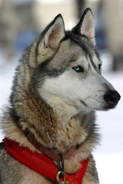 Photo Op The Handsome Husky