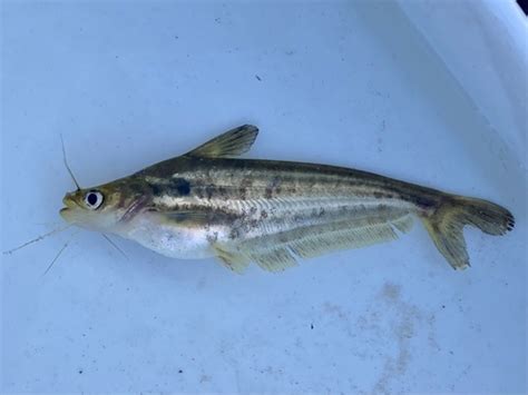 Genus Schilbe · Inaturalist Guatemala