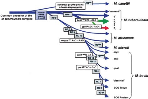 Scheme Of The Proposed Evolutionary Pathway Of The Tubercle Bacilli Download Scientific Diagram