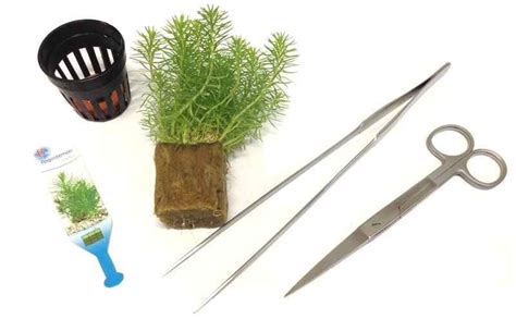 Planting Aquarium Plants