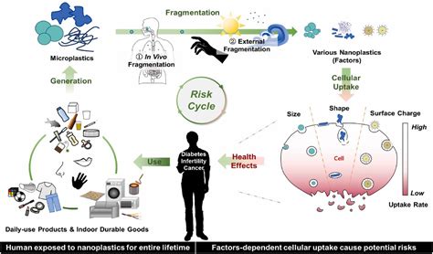 연세대 홍진기 교수팀 나노플라스틱의 특성에 따른 인체 세포 흡수 메커니즘 및 전주기적 유해성 제시 Professor Jinkee Hongs Team At Yonsei