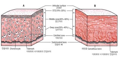 관절의 구조를 구성하는 결합조직의 유형들 불규칙성 치밀결합조직 관절연골 섬유연골 뼈 네이버 블로그