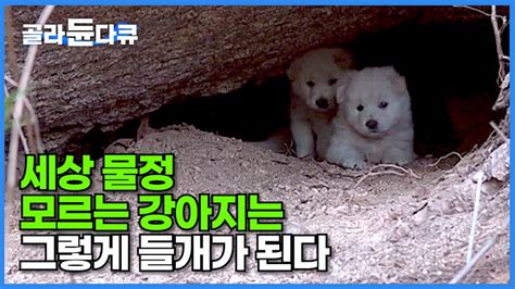 어미 개가 없는 틈을 타 바깥세상 구경나온 새끼 강아지들 산속 떠돌이 들개 가족의 운명은┃반려견에서 생태계 교란종으로 살아가는 들개 이야기┃유기견 구조┃다큐 시선
