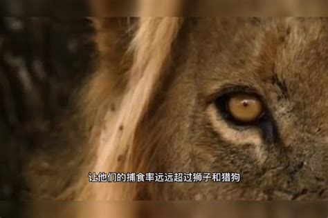 杂色狼群争夺领地，竞争这么激烈，谁会是最后的胜利者？领地狼群竞争