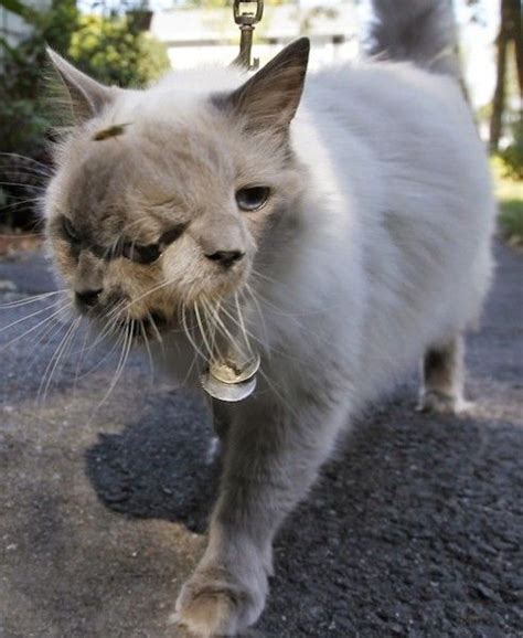 Two Faced Cat Meet Frank And Louie