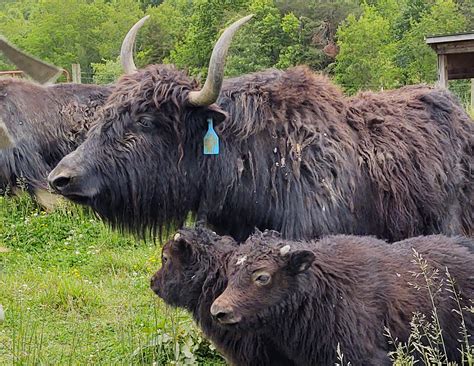 Domestic Yak Diet