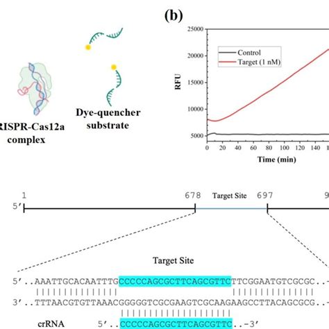 Pdf Viral Nucleic Acid Detection With Crispr Cas12a Using High
