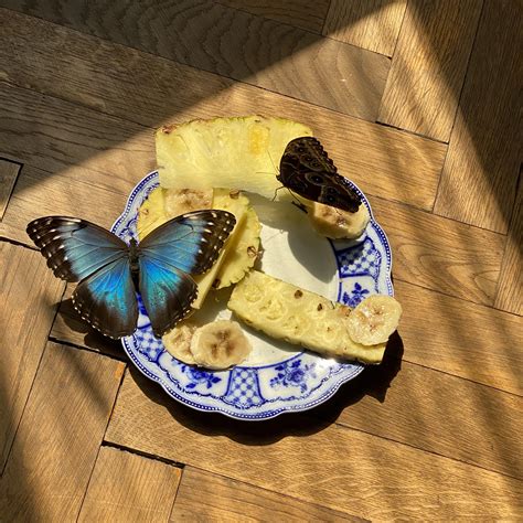 Theyll Be Snackin Rbutterflies