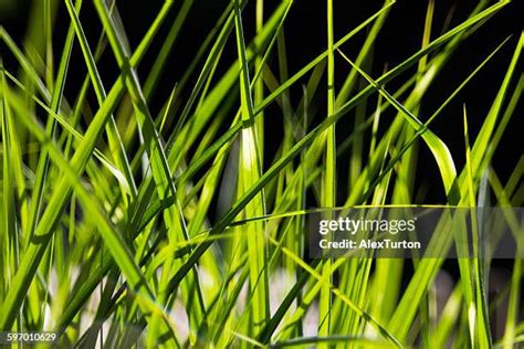 Tall Grass Pattern Photos And Premium High Res Pictures Getty Images