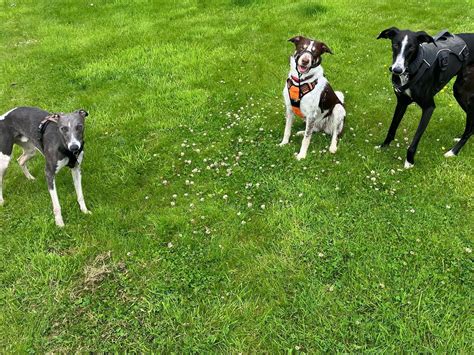 Wednesday Ralphy Roo Vader Wild Paws Dog Park Facebook