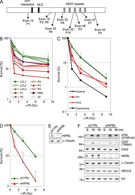 Nipbl Deficient Cells Display Increased Dna Damage Sensitivity A Download Scientific Diagram