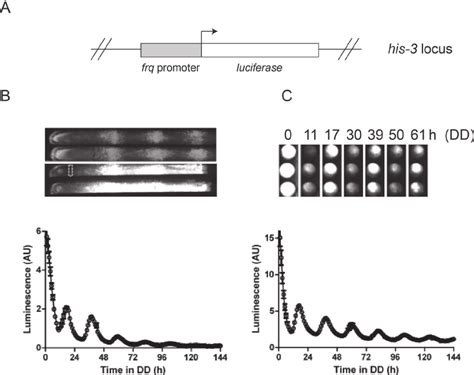 4 Real Time Analysis Of Circadian Gene Expression Using A Luciferase