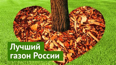 Газон, который должен лежать по всей стране - YouTube